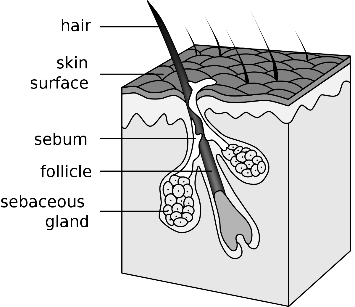 Why is my hair falling out? 24 Causes of Hair Loss by a Dermatologist